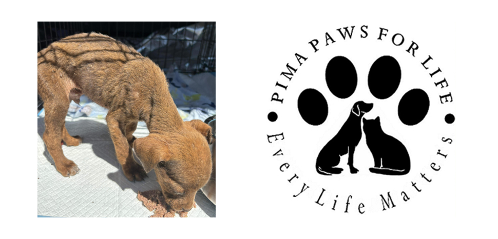 Abandoned Pup Ollie gets a Second Chance thanks to Pima Paws for Life ...